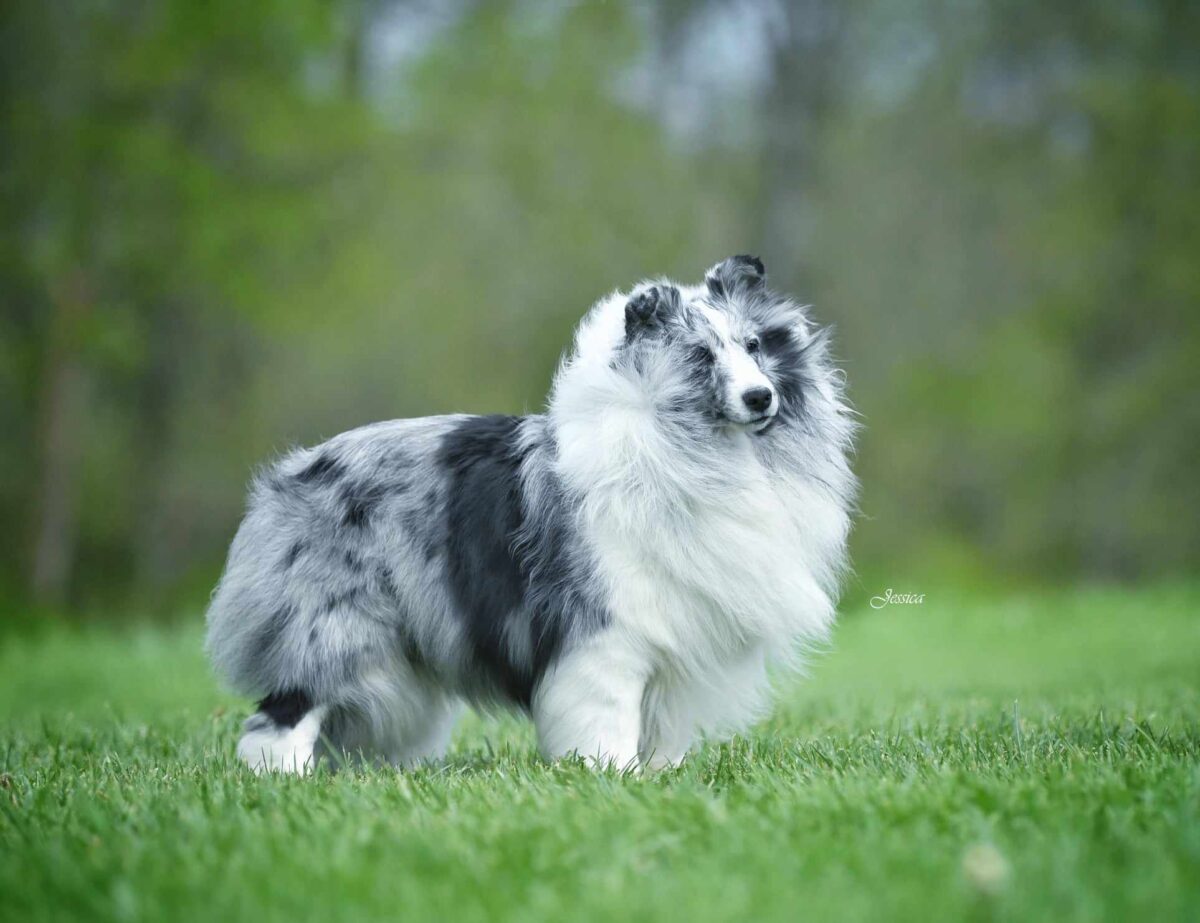 Sheltie Coat Colors – Green Bay Shetland Sheepdog Club