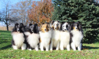 Sheltie Coat Colors – Green Bay Shetland Sheepdog Club